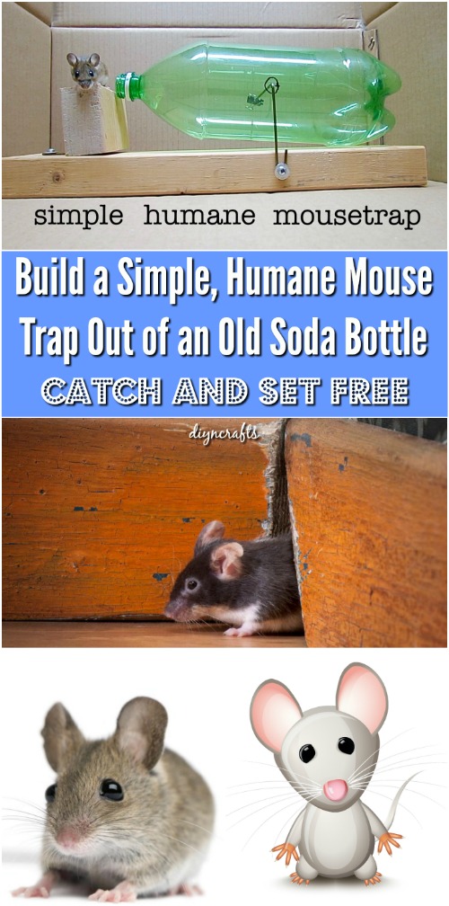 How to Build a Simple, Humane Mouse Trap Out of an Old Soda Bottle ...