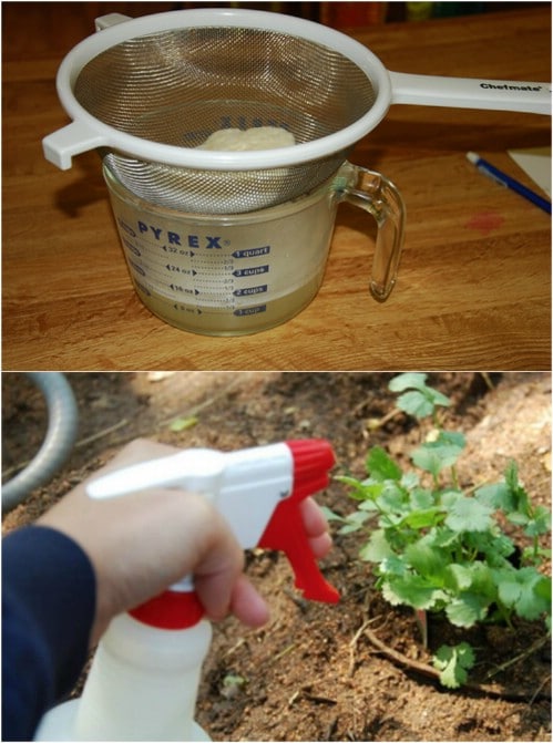 10 Homemade Insecticides That Keep Your Garden Pest Free Naturally ...