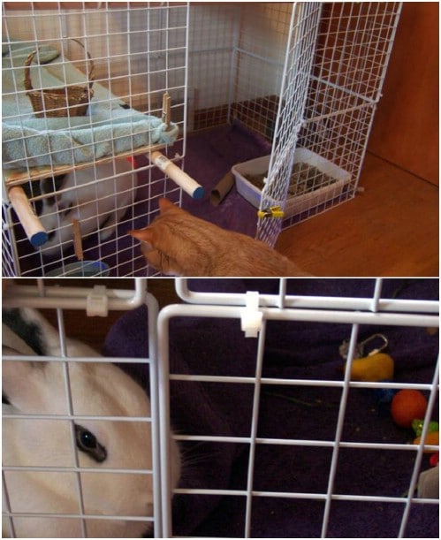 10 Free DIY Rabbit Hutch Plans That Make Raising Bunnies Easy - DIY ...